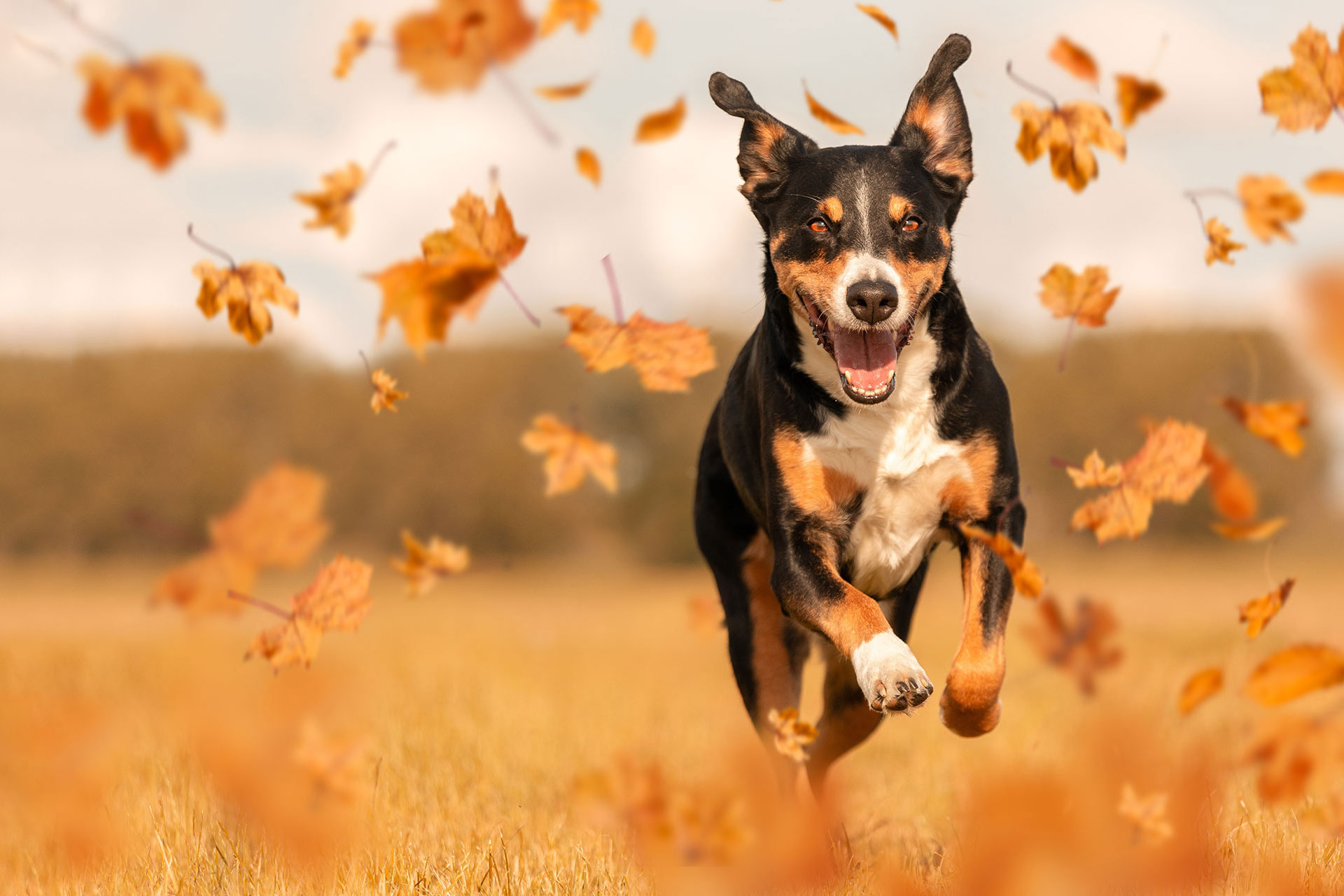 Doctors - Vet In North Royalton |North Royalton AH