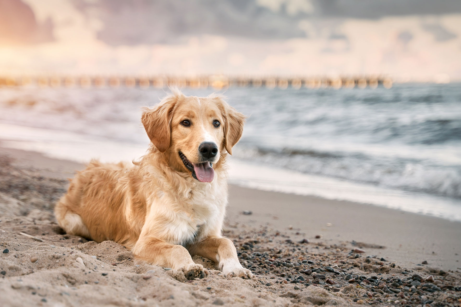 Doctors - Vet In North Royalton |North Royalton AH